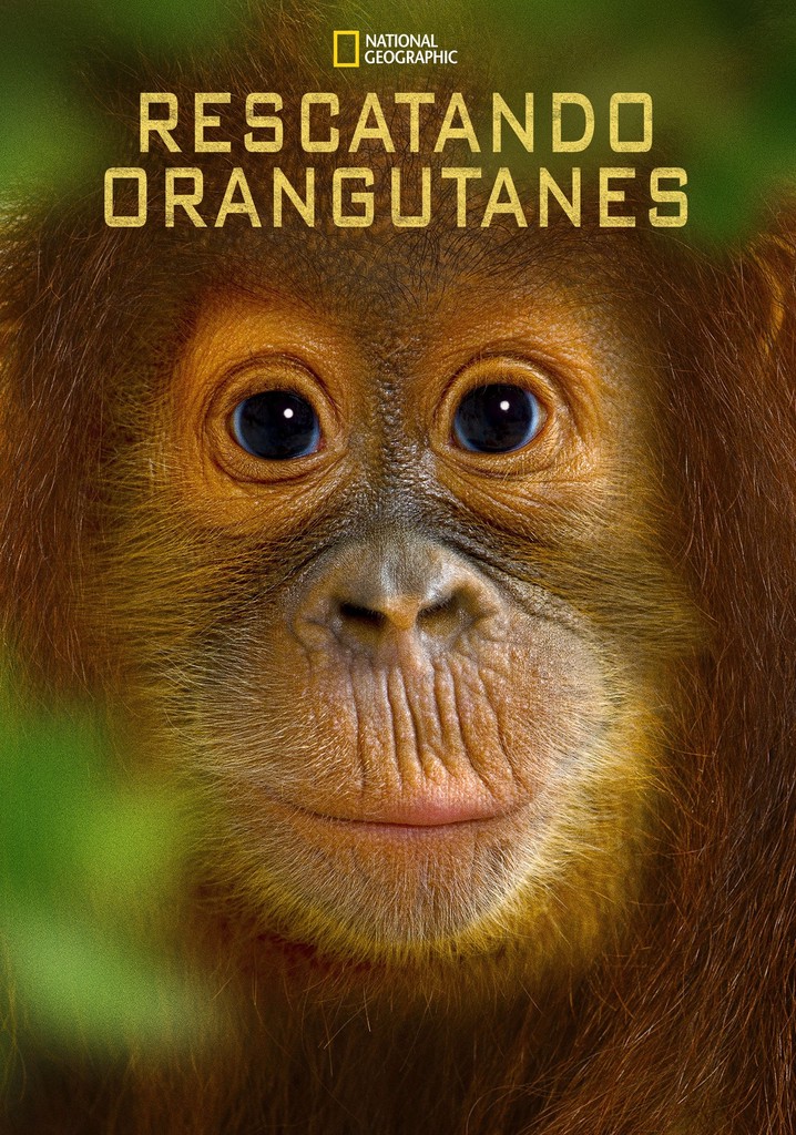 Operation Orangutan - película: Ver online en español Operation Orangutan - película: Ver online en español